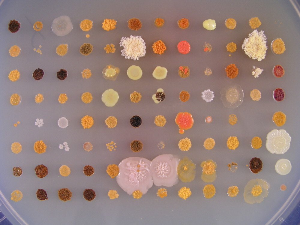 Bacteria from the sea join the fight against cancer and infections