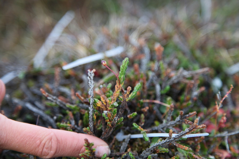 Freezing plants to predict the fate of the Arctic