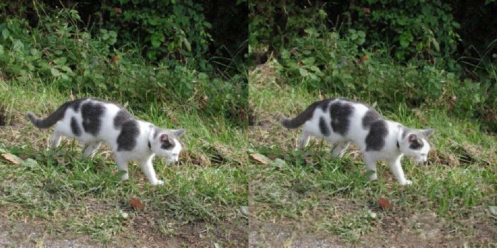 Can you spot the differences between these cats?