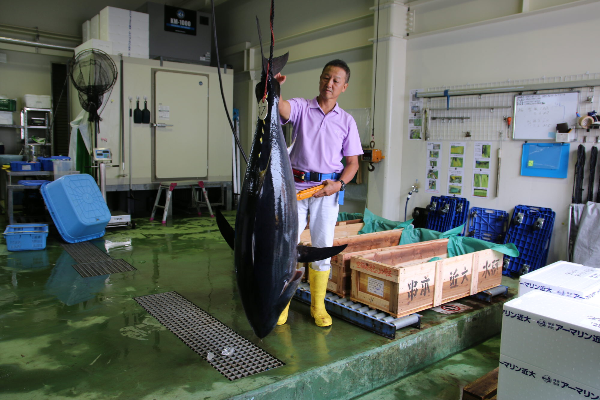 Putting Bluefin tuna back on the menu — by farming them