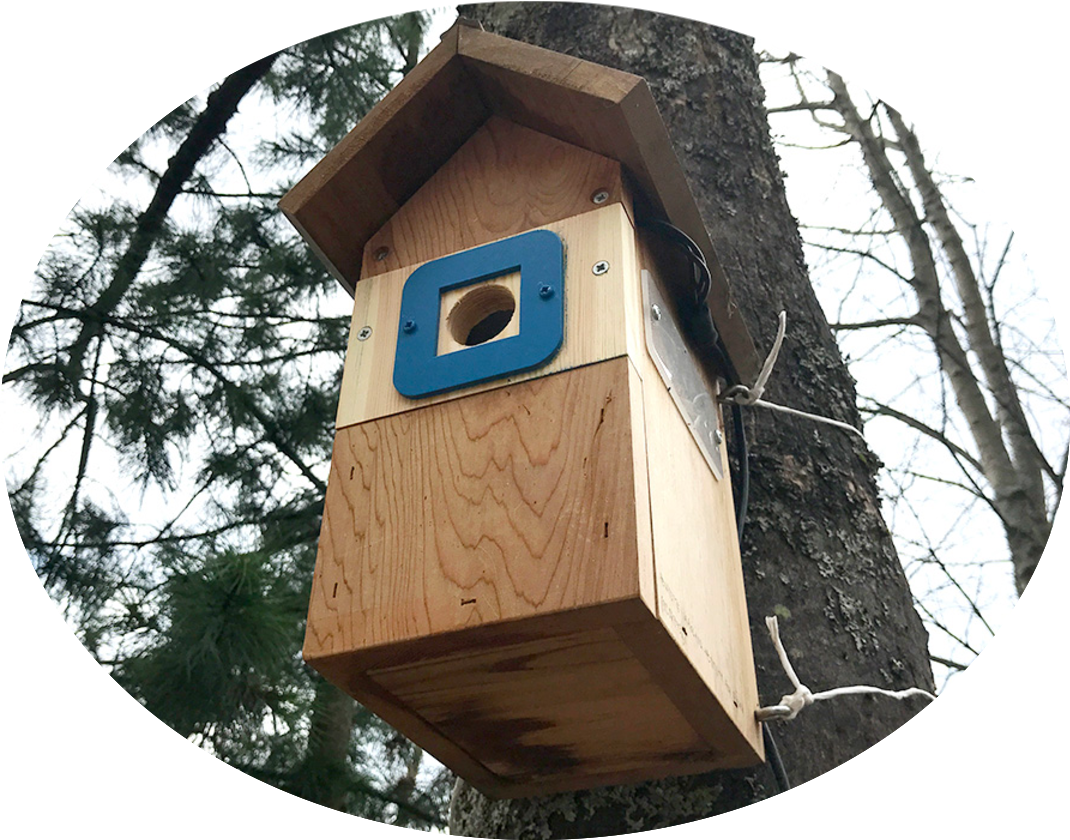 Stress in the nest can have lifelong effect