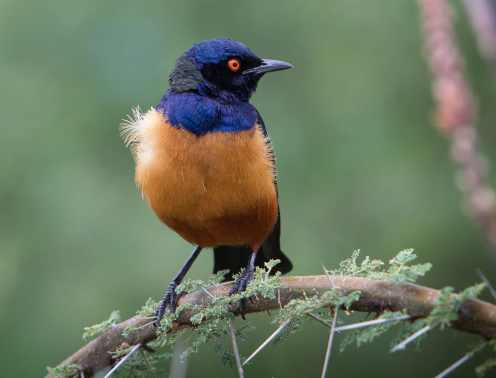 How can people and predators coexist?