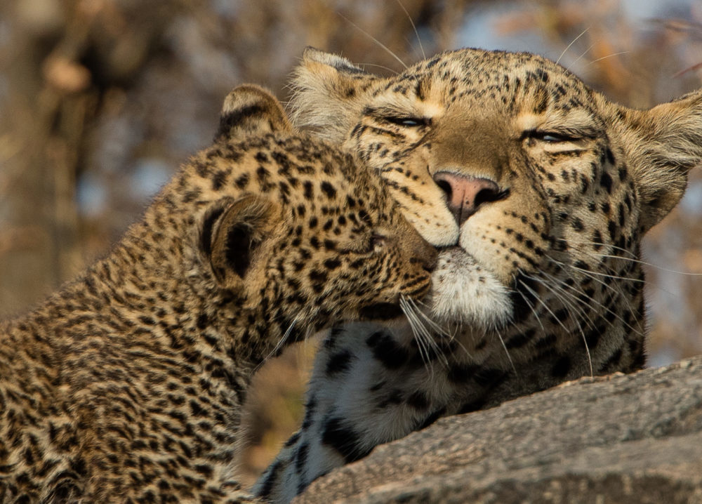 How can people and predators coexist?