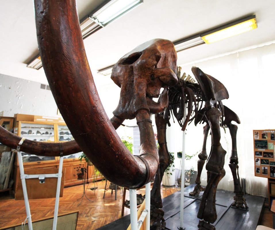 Is the woolly mammoth really gone for good?