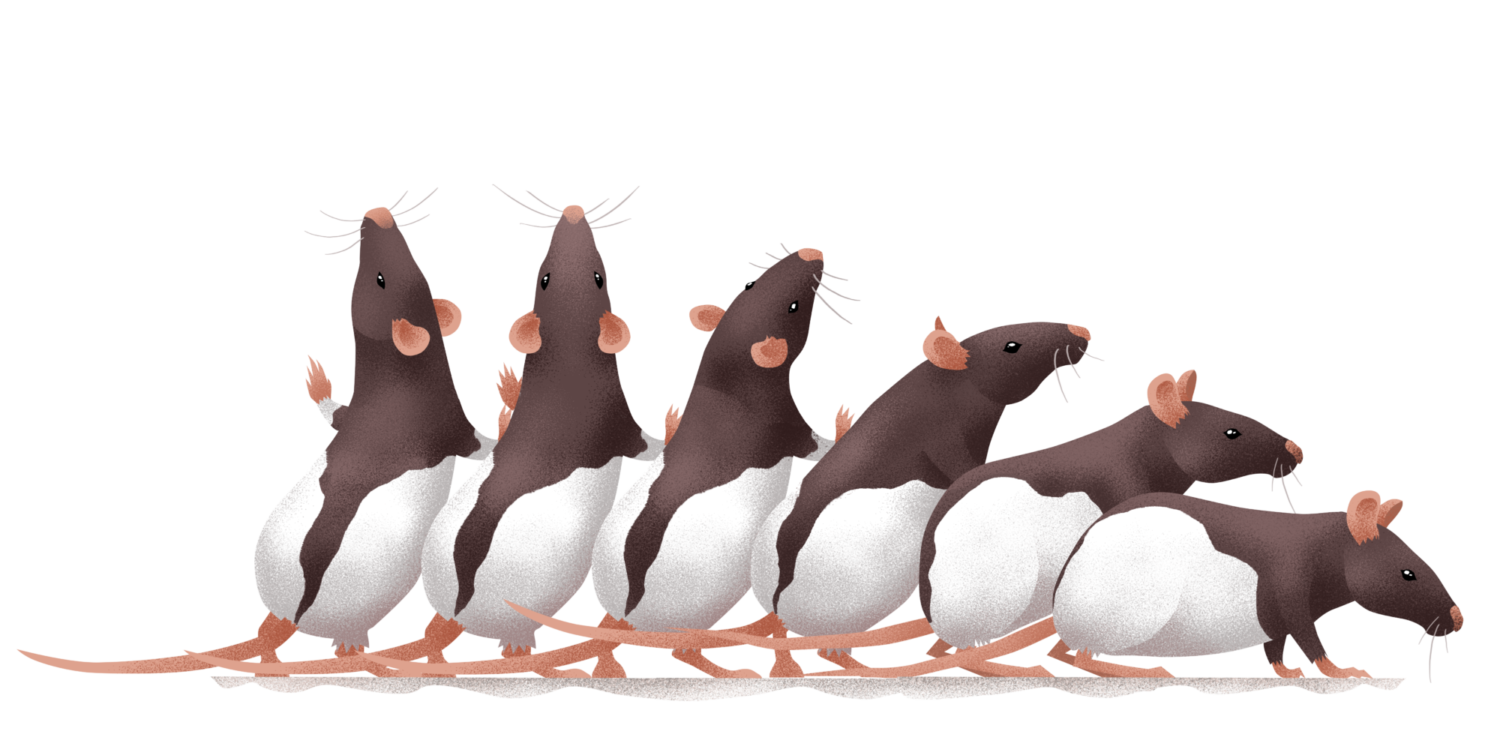 Scientists record posture-coding neurons in the cortex