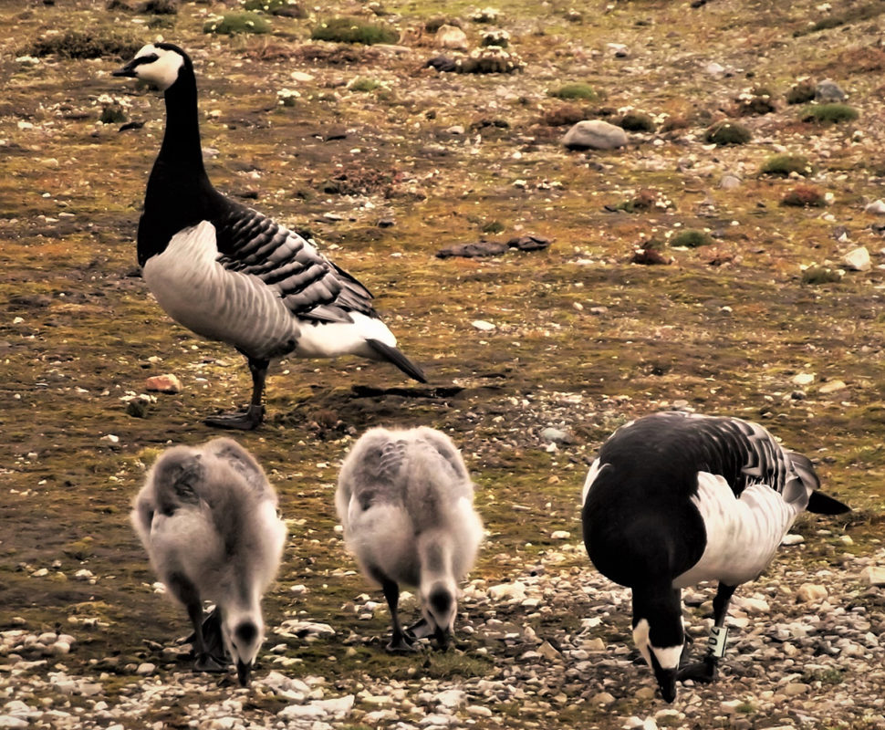 Conflicting consequences of climate change for Arctic geese