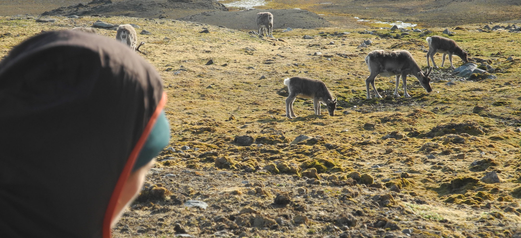 Svalbard reindeer populations rebounding from centuries of hunting