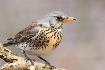 Here's how to recognize early spring birds