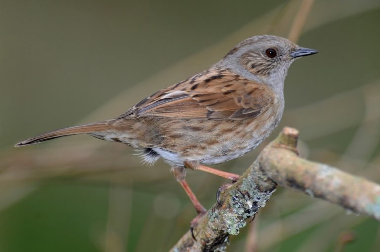 Here's how to recognize early spring birds