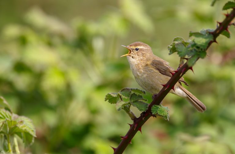 Here's how to recognize early spring birds