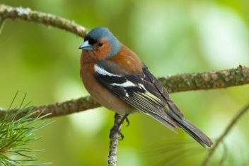Here's how to recognize early spring birds