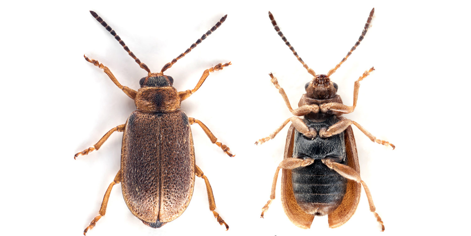 Mystery of the blunt-tipped beetle penis