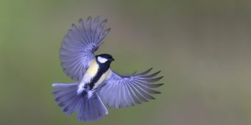 Here's how to recognize early spring birds
