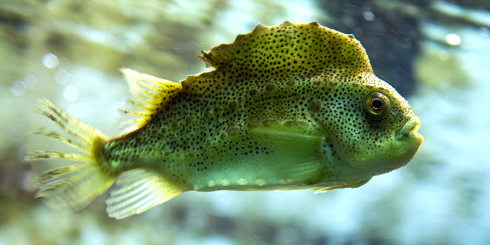 Cleaner fish being sacrificed in the fight against salmon lice