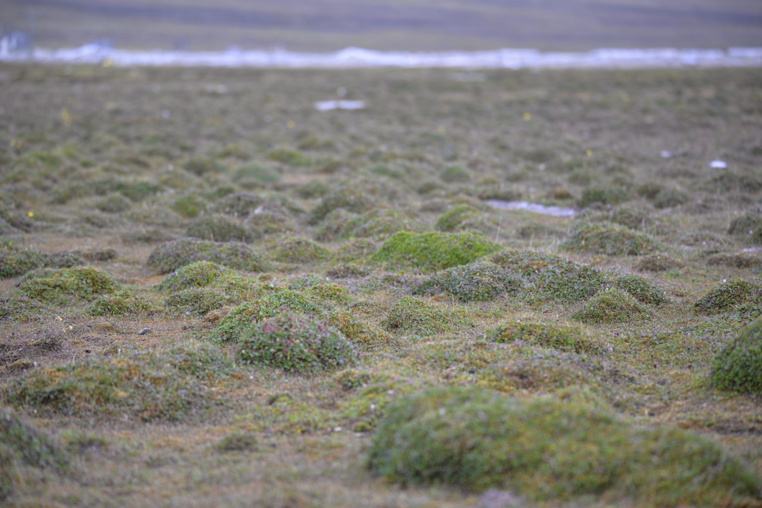 A tiny arctic shrub reveals secrets of plant growth on Svalbard