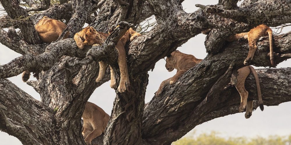 Panthera leo’s family tree takes shape