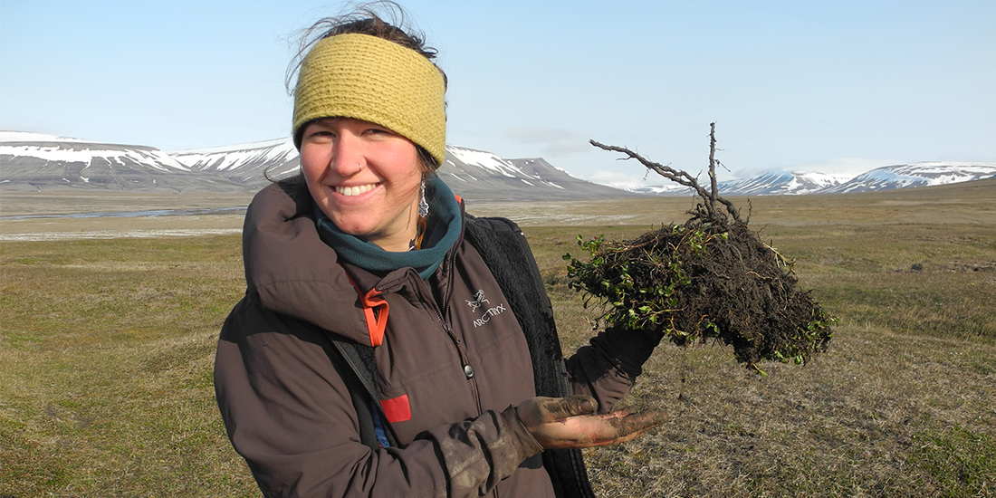 A tiny arctic shrub reveals secrets of plant growth on Svalbard