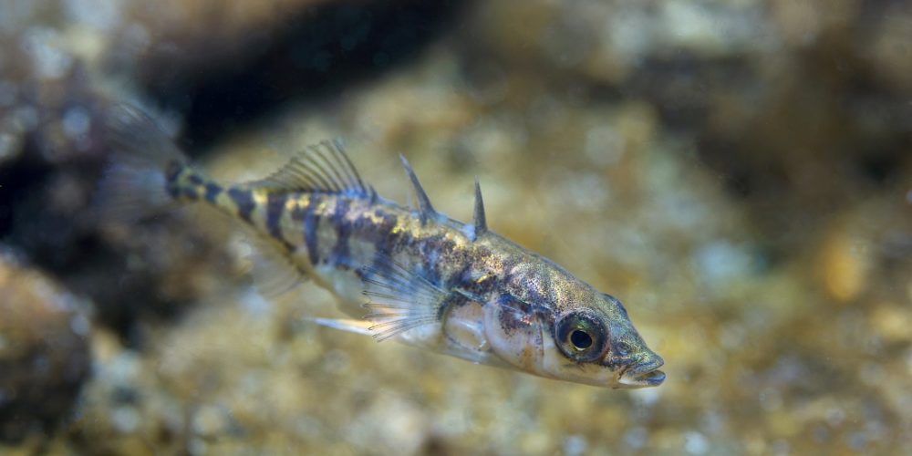 How a small fish coped with being isolated from the sea