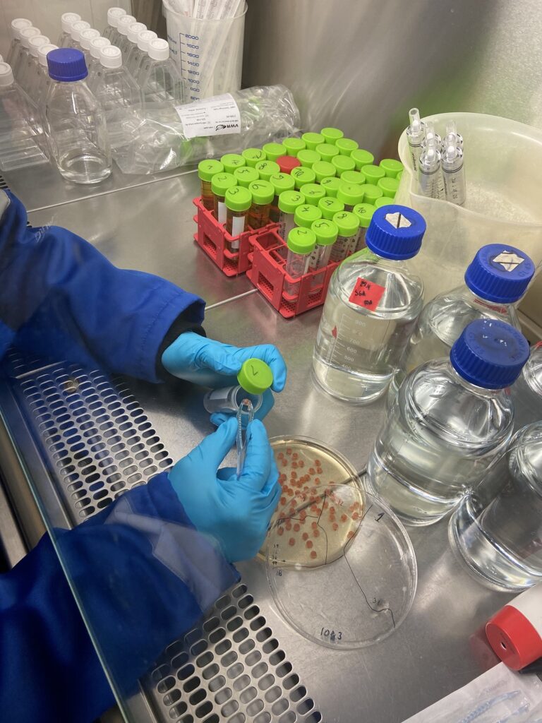 Bacteria could make salmon healthier