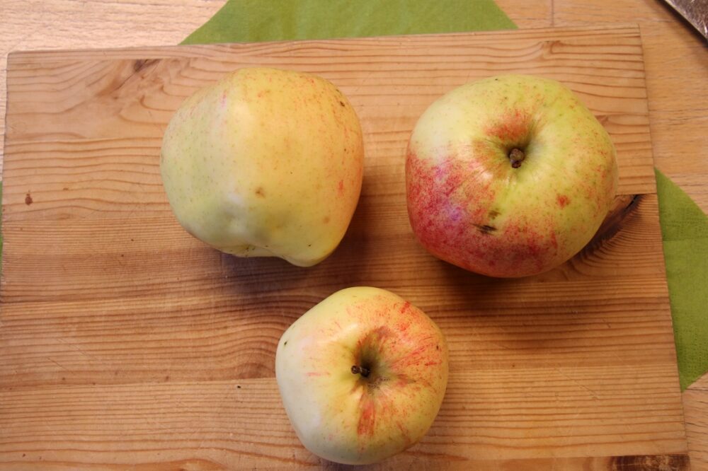 The hunt for the Malvik apple