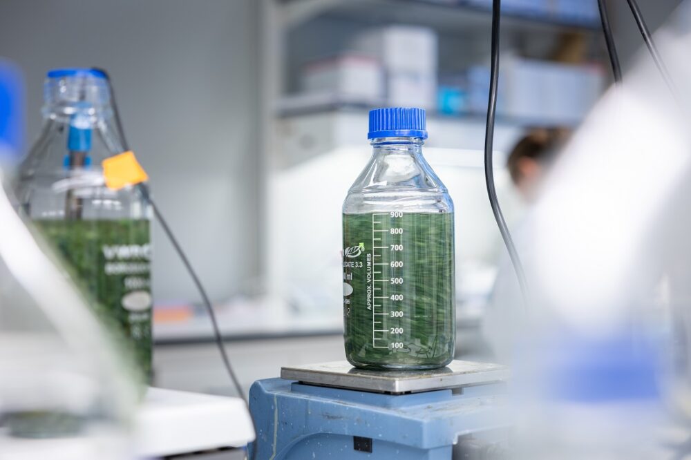 Cultivated kelp can now be as good as wild kelp