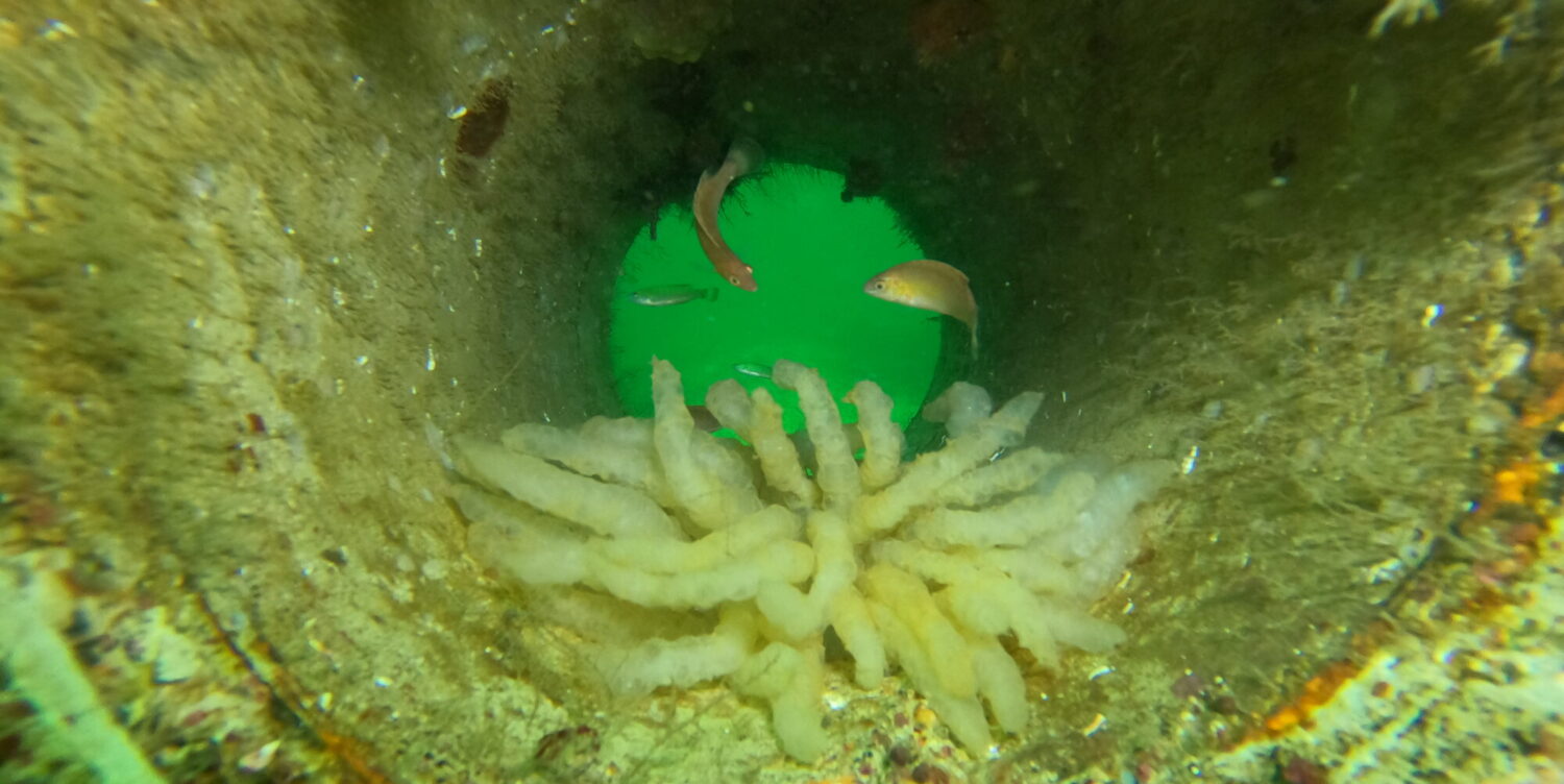 Immediate action is a key factor for successful marine restoration